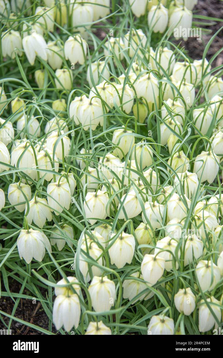 Delicate plants frame hi-res stock photography and images - Alamy