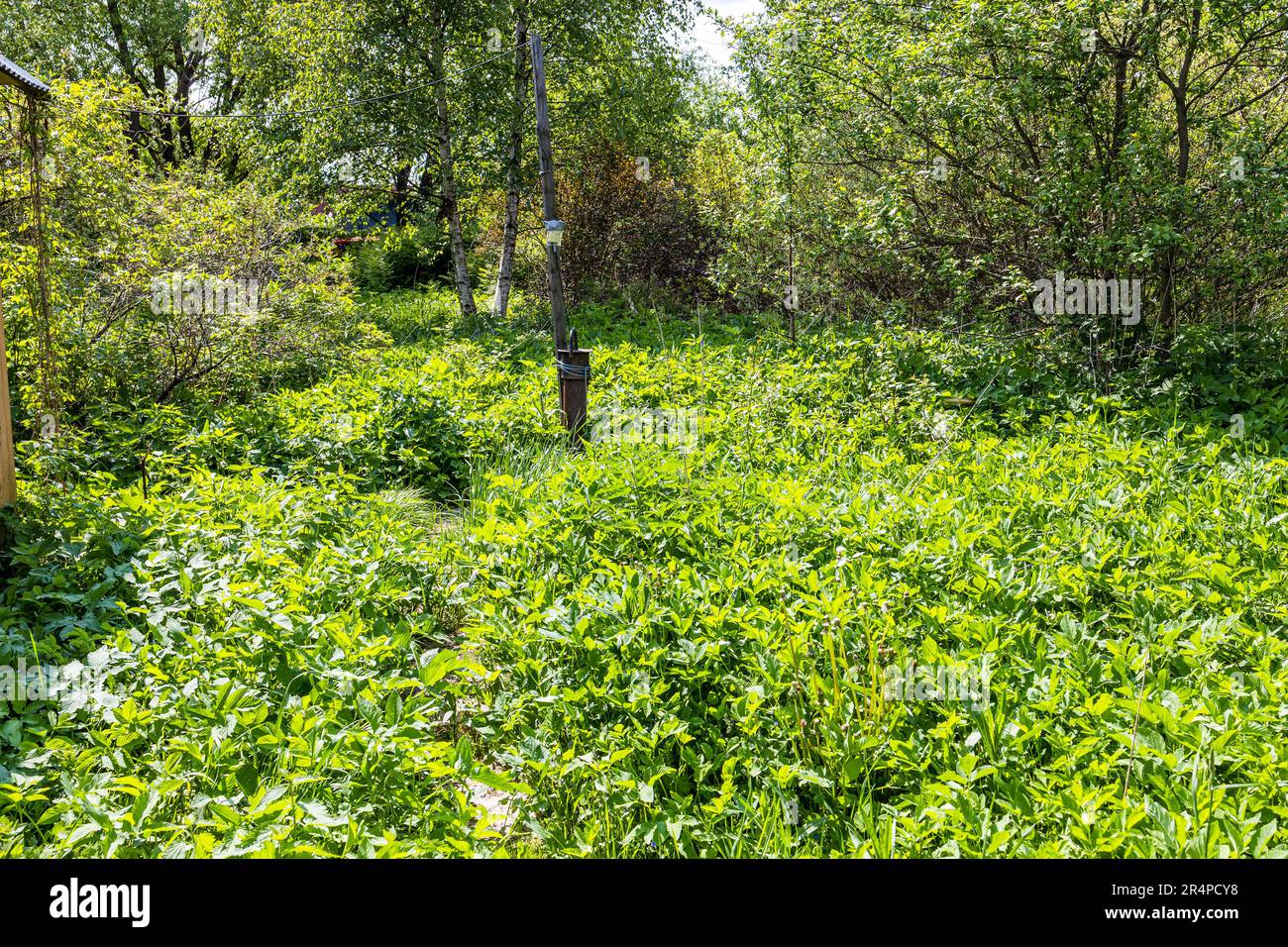 heavily overgrown lawn in backyard of old village house on sunny May ...