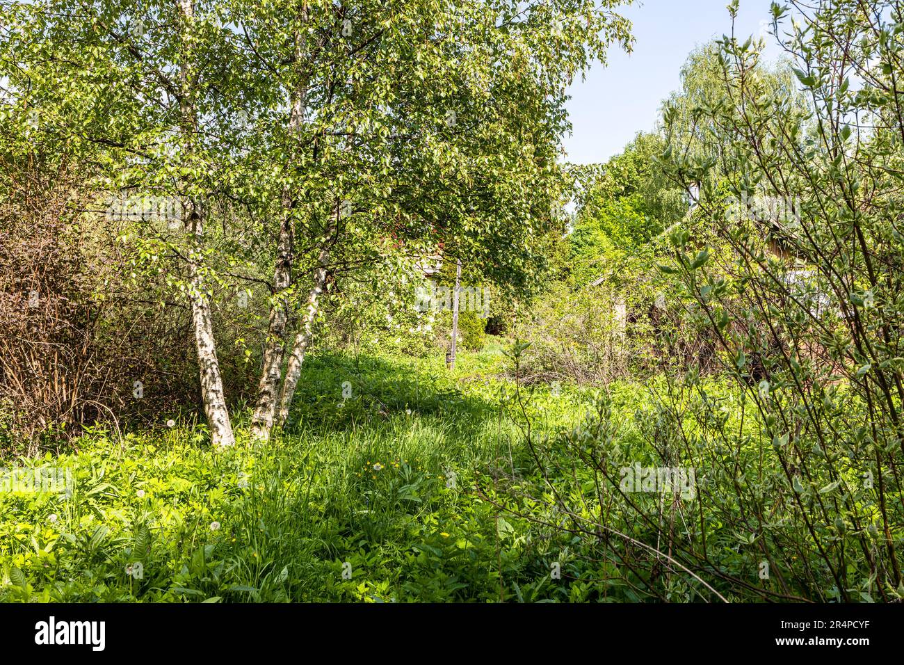 birch trees in overgrown backyard of abandoned village house on sunny ...