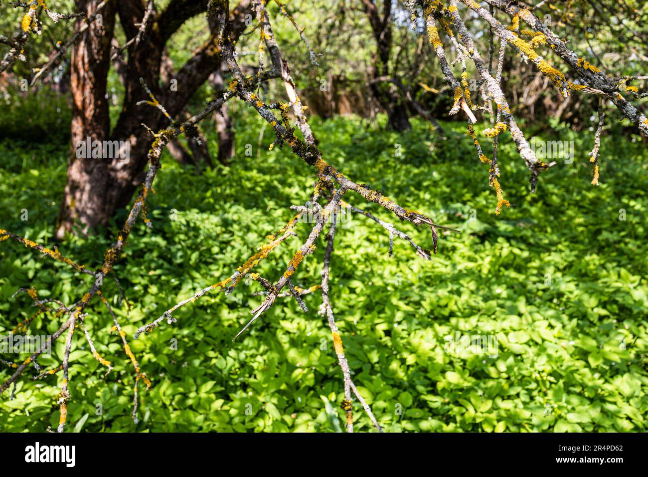 Yard overgrown hi-res stock photography and images - Alamy