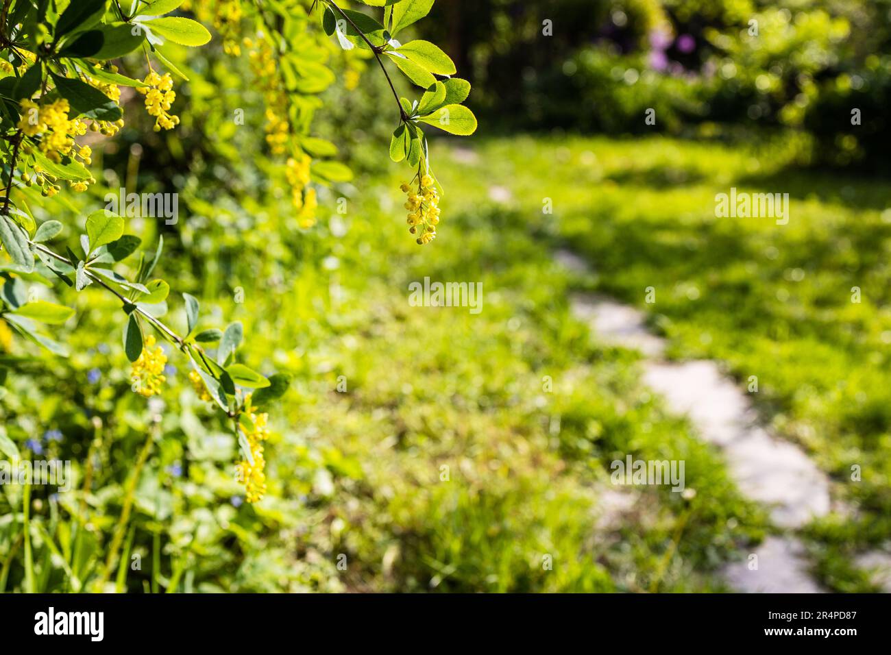 yellow flowers of barberry tree lit by setting sun at backyard in ...