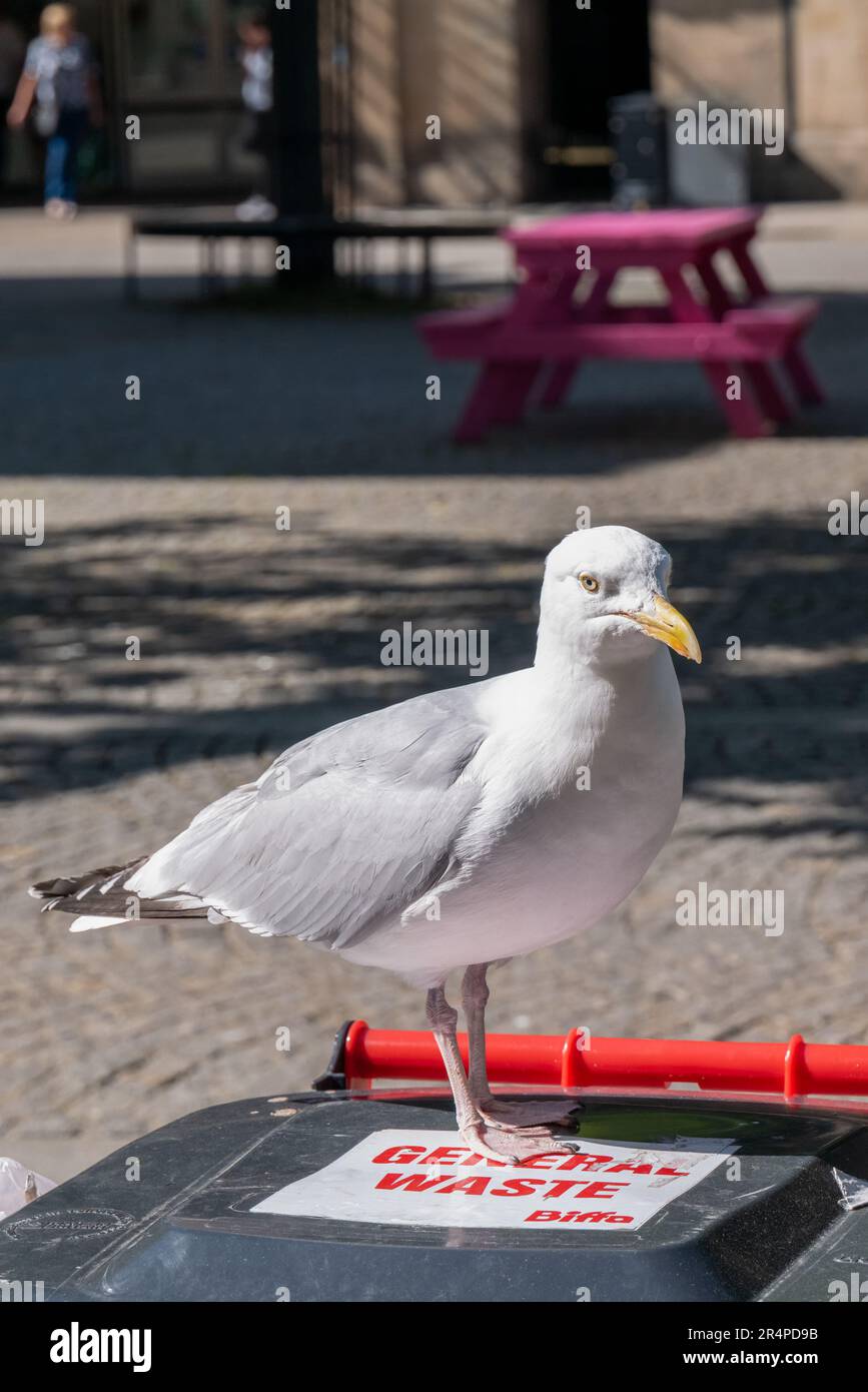 29 May 2023. High Street,Elgin,Moray,Scotland. This is a Seagull ...