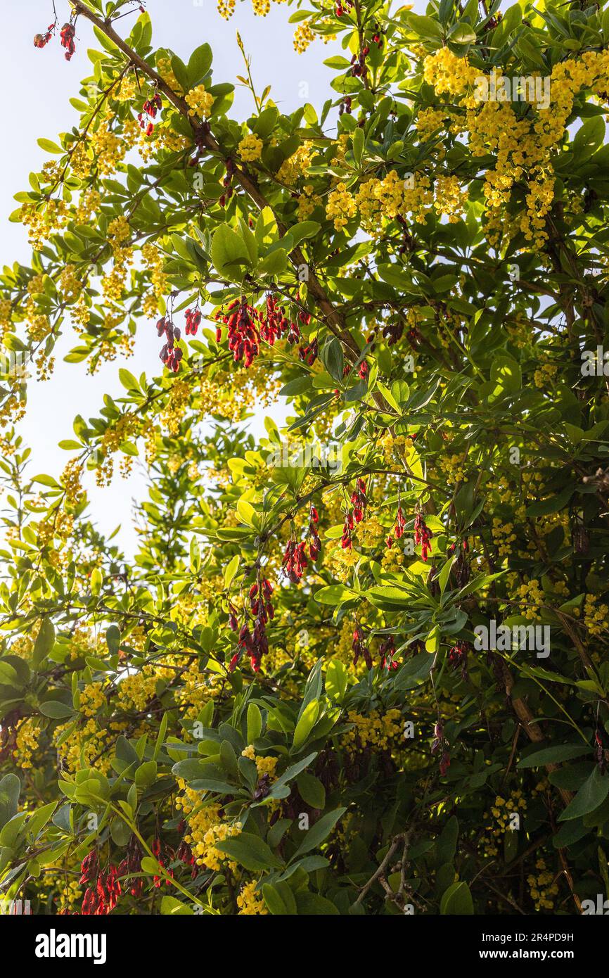 Barberry tree hi-res stock photography and images - Alamy