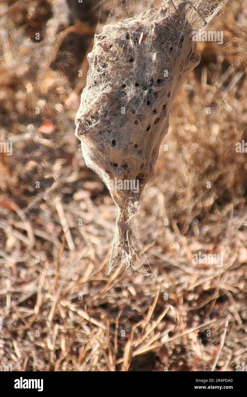 Spider nest hi-res stock photography and images - Alamy