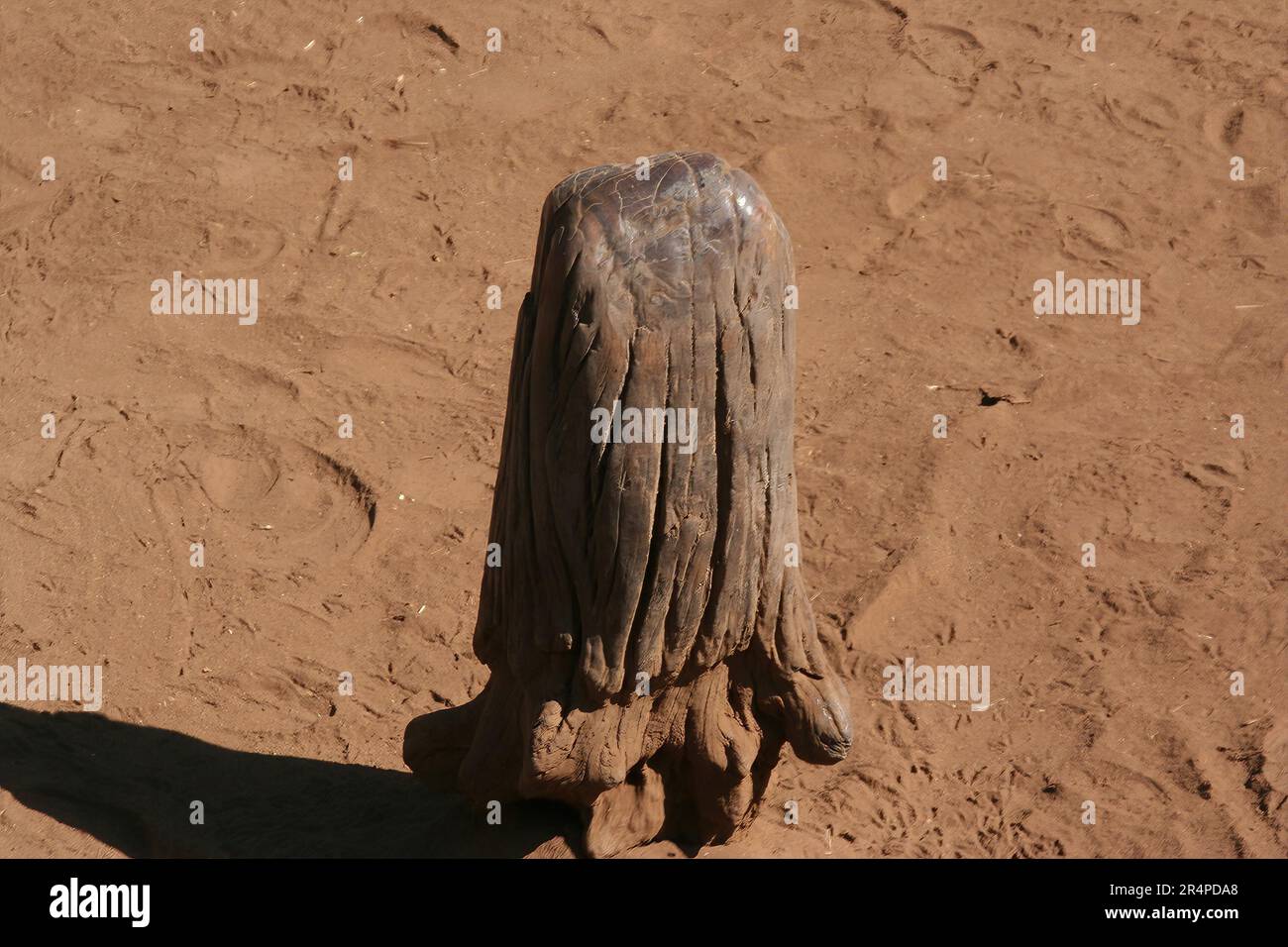 photo of T ree stump in South Africa where elephants sharpen their ...