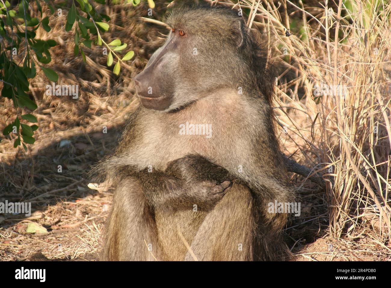 Photo of South African primates Stock Photo - Alamy