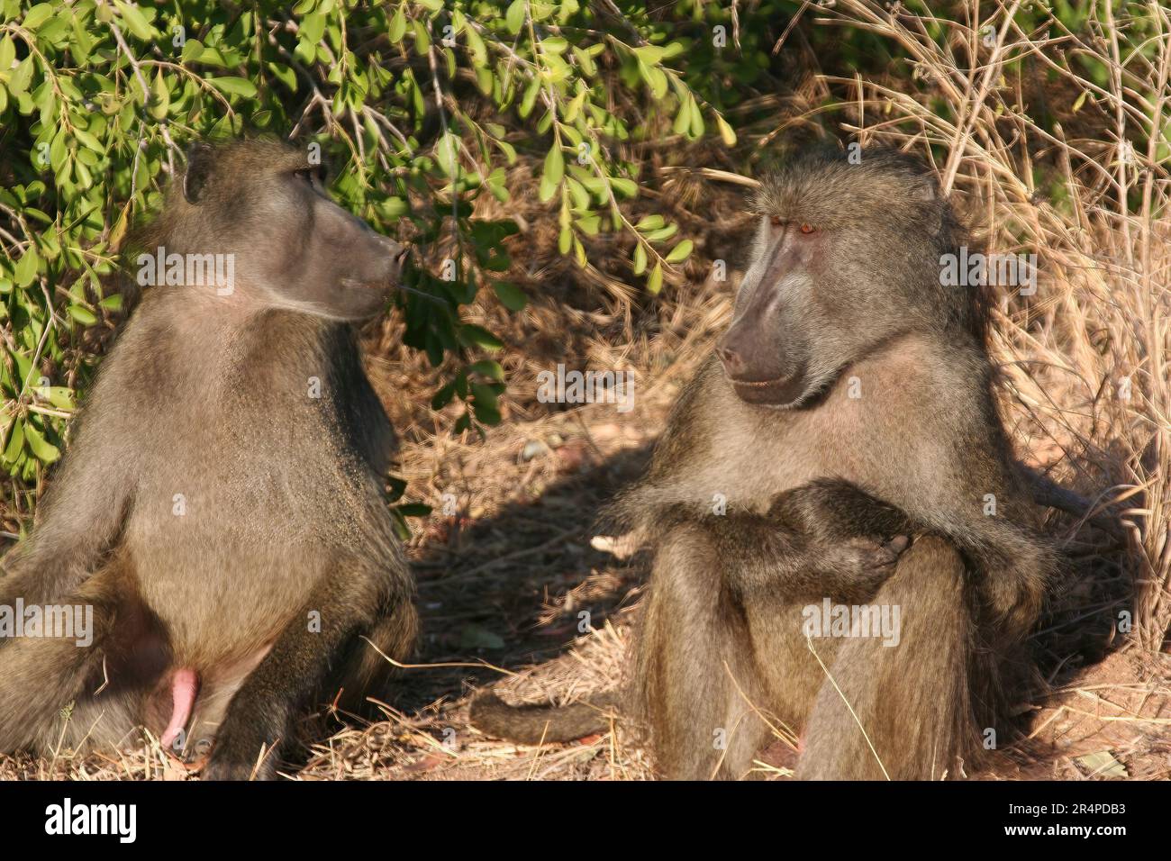 Photo of South African primates Stock Photo - Alamy