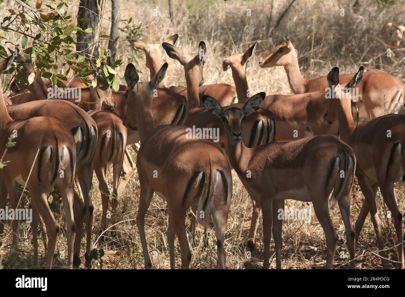 Photo of South African wild deer in the forest Stock Photo - Alamy