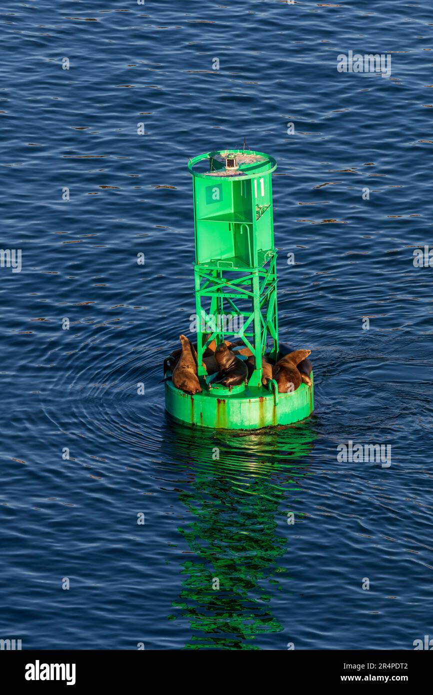 Green navigational buoy, San Diego Harbor, California, USA Stock Photo ...
