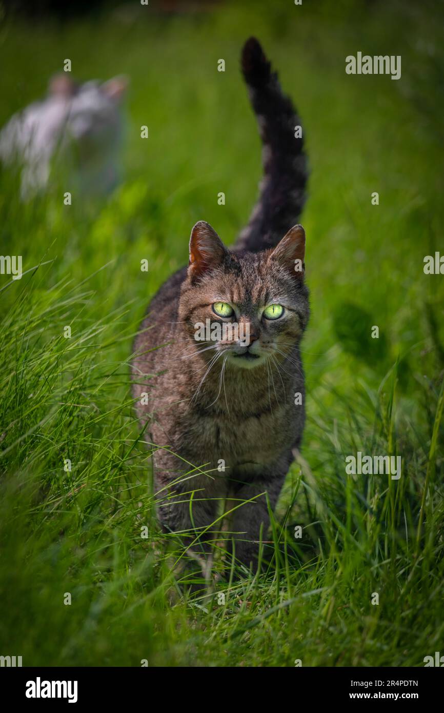 Tabby curved mouth male cat in green spring fresh grass with shining ...