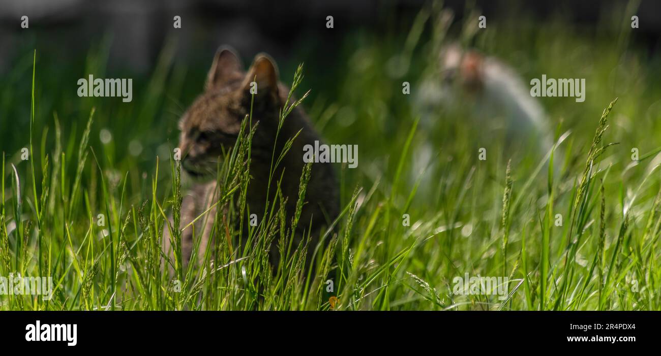 Tabby curved mouth male cat in green spring fresh grass with shining ...