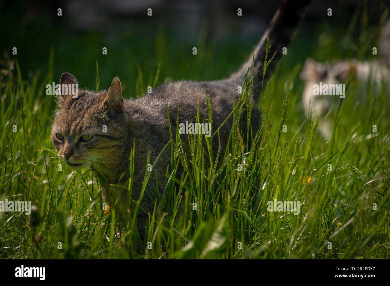 Tabby curved mouth male cat in green spring fresh grass with shining ...