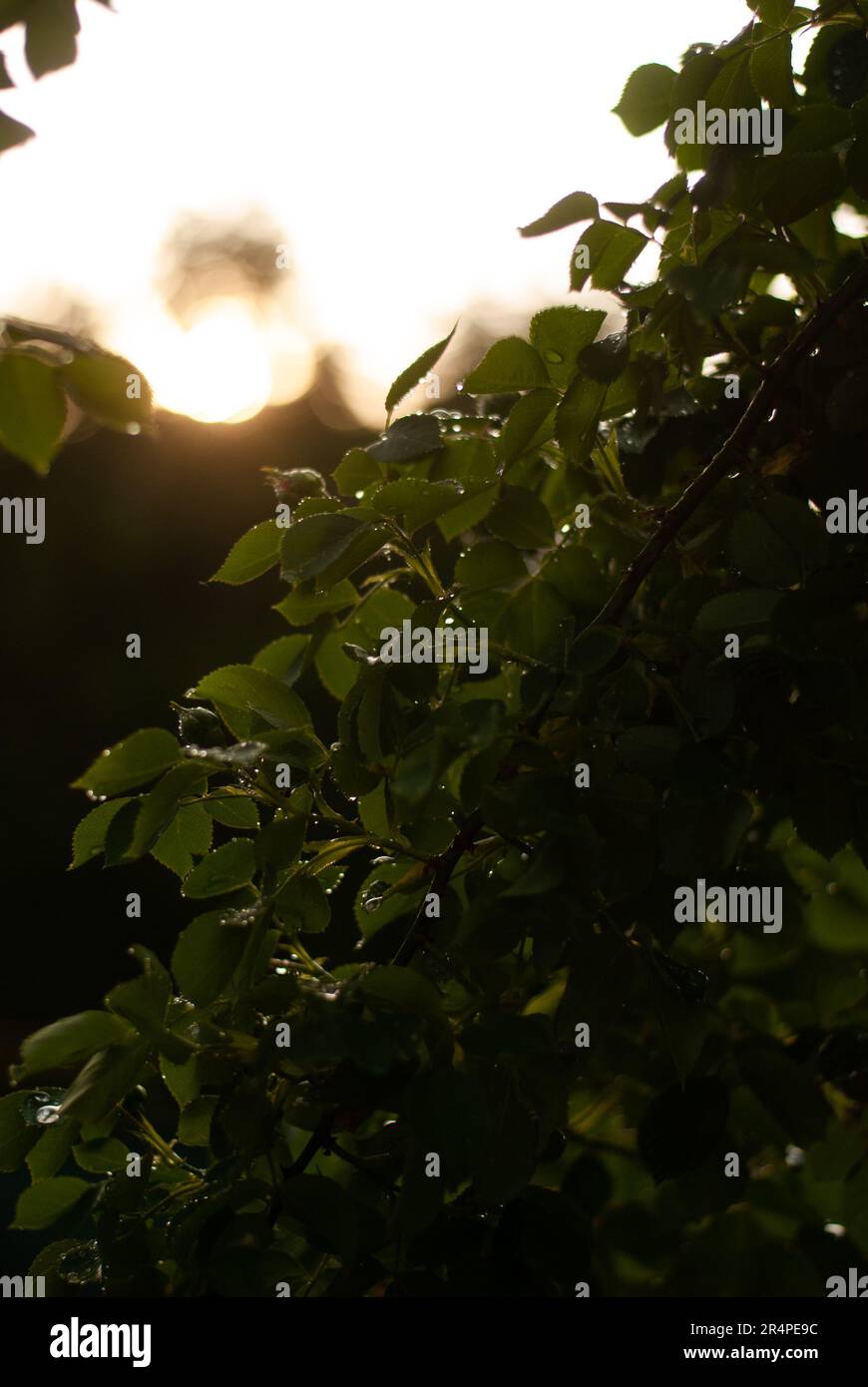 View of green leaves of rose with raindrops in the garden in sunlight ...