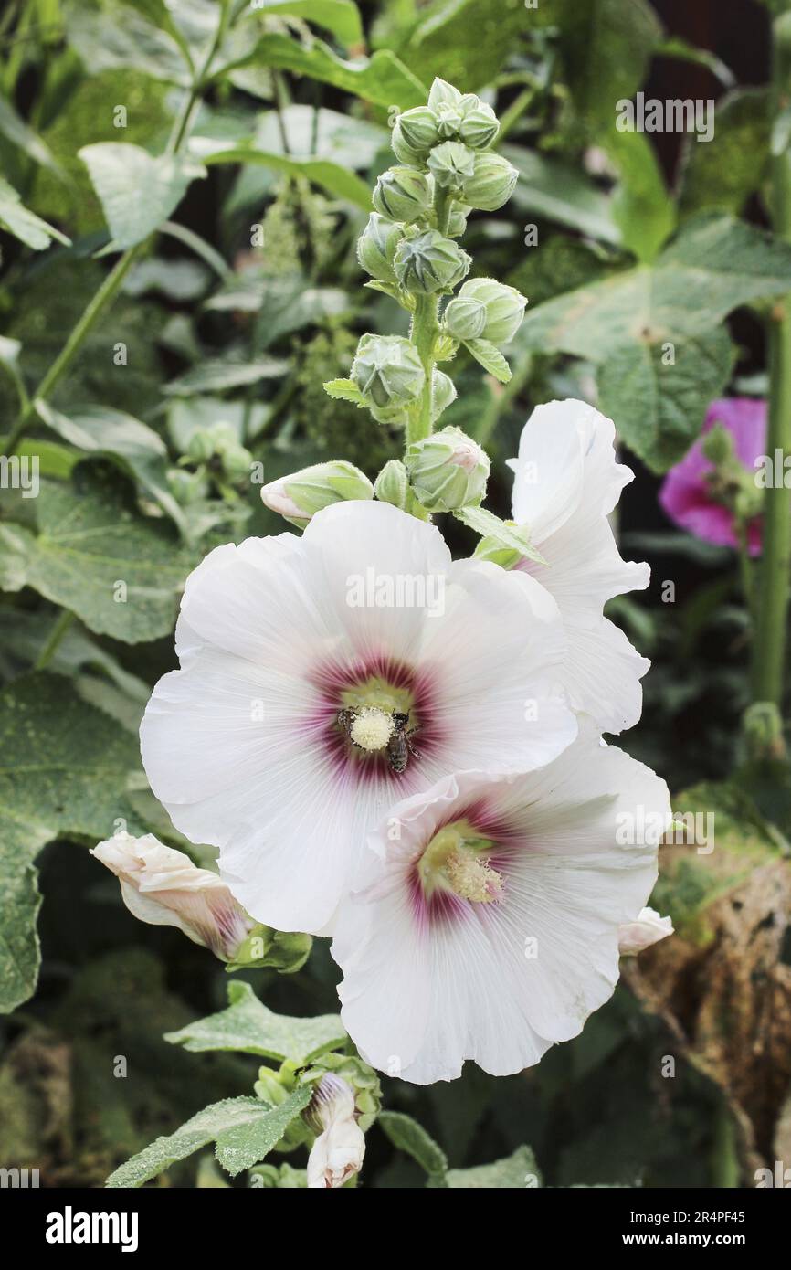 Alcea flower commonly known as hollyhocks or mallow. Summer time Stock ...