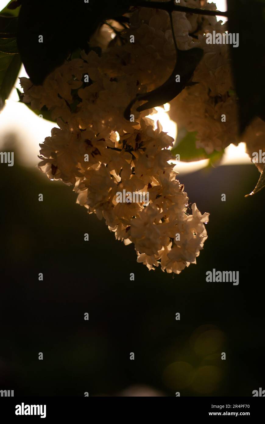 View lilac tree in hi-res stock photography and images - Alamy