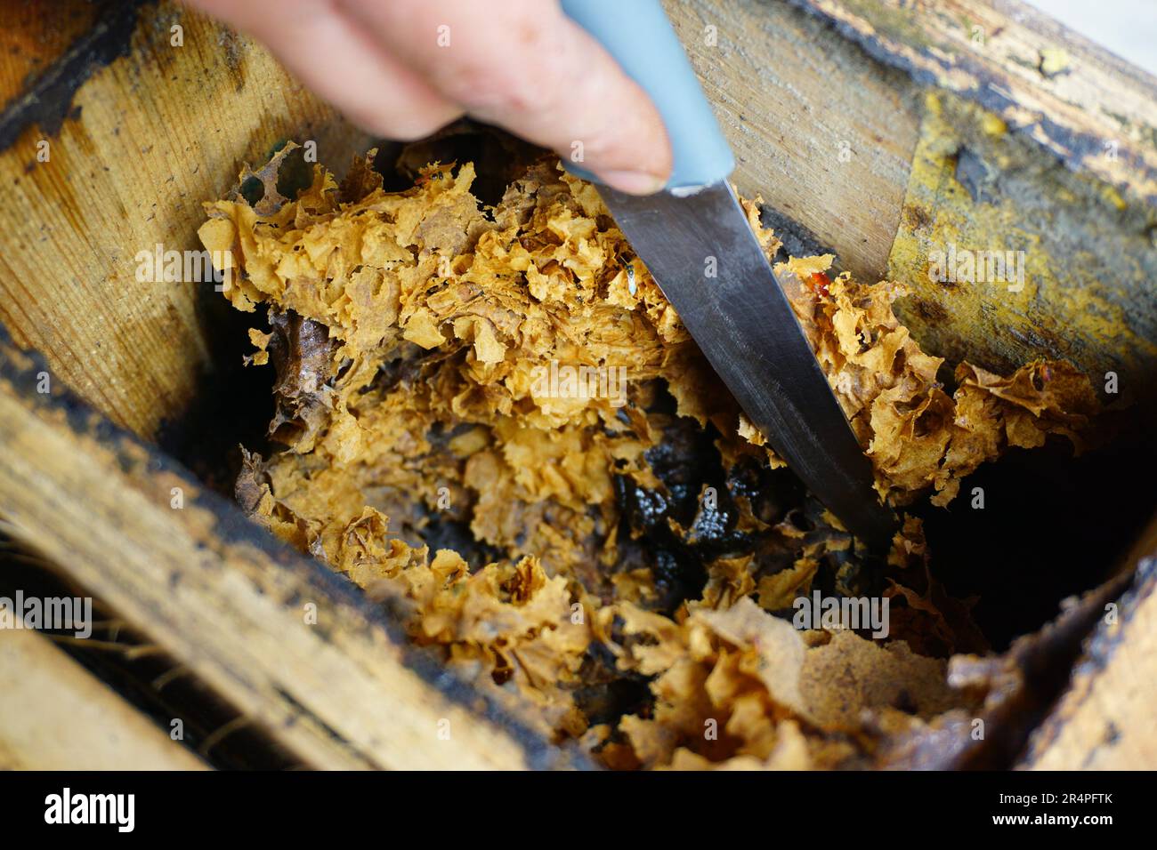 Beehive of mayan stingless bees tetragonisca angustula Stock Photo - Alamy