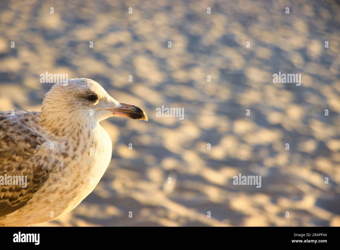 Gull profile hi-res stock photography and images - Alamy