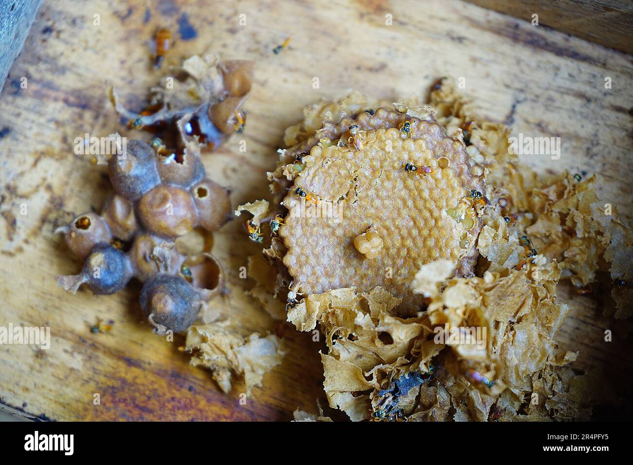 Beehive of mayan stingless bees tetragonisca angustula Stock Photo - Alamy