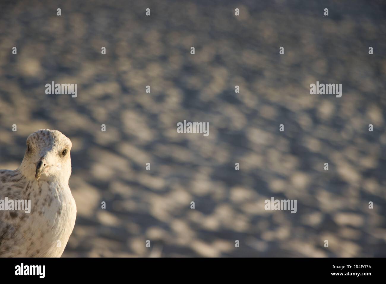Gulls rest hi-res stock photography and images - Alamy