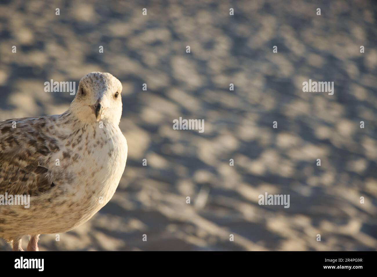 Gull protection hi-res stock photography and images - Alamy