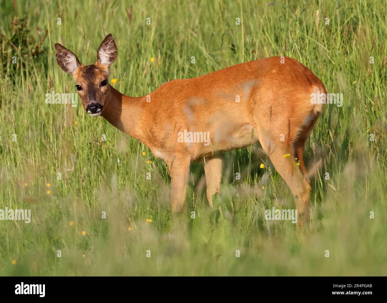 A Roe Deer doe in the Cotswold Hills during the late springtime Stock ...