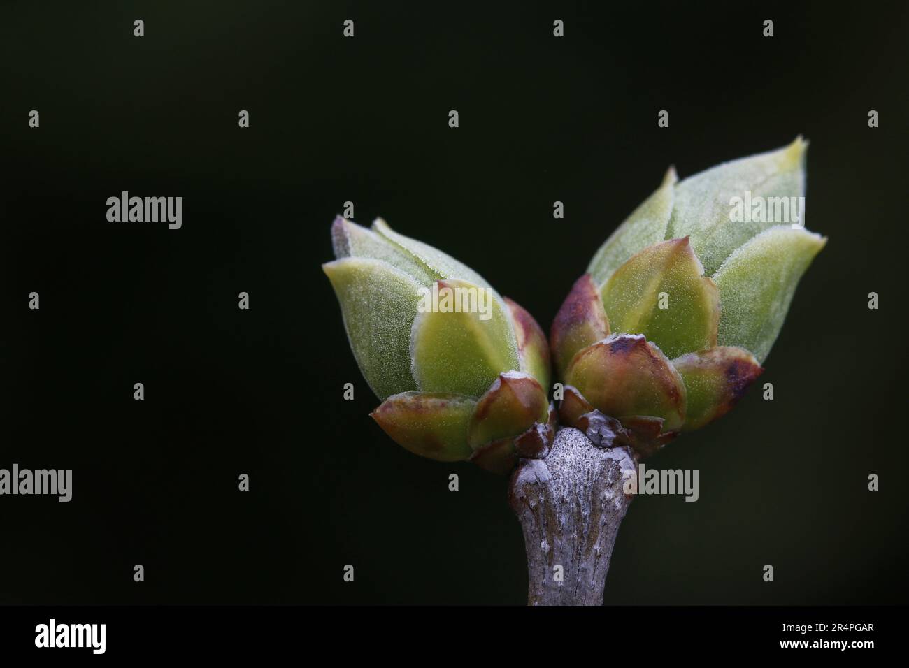 Lilac buds (Syringa vulgaris) in the garden in early spring. Garden ...
