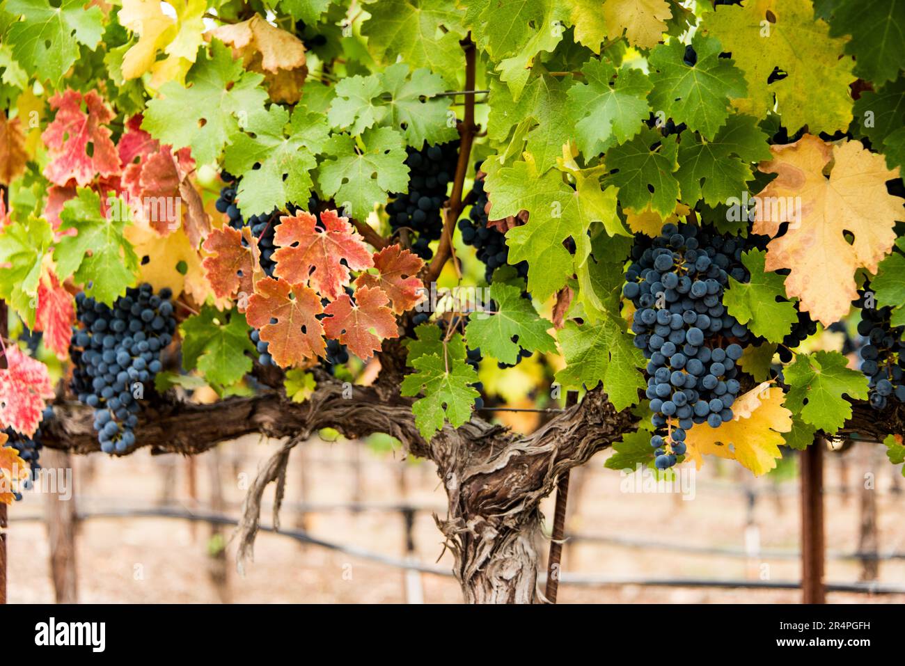 Grapes on grapevines before harvest in Napa Valley, California Stock ...