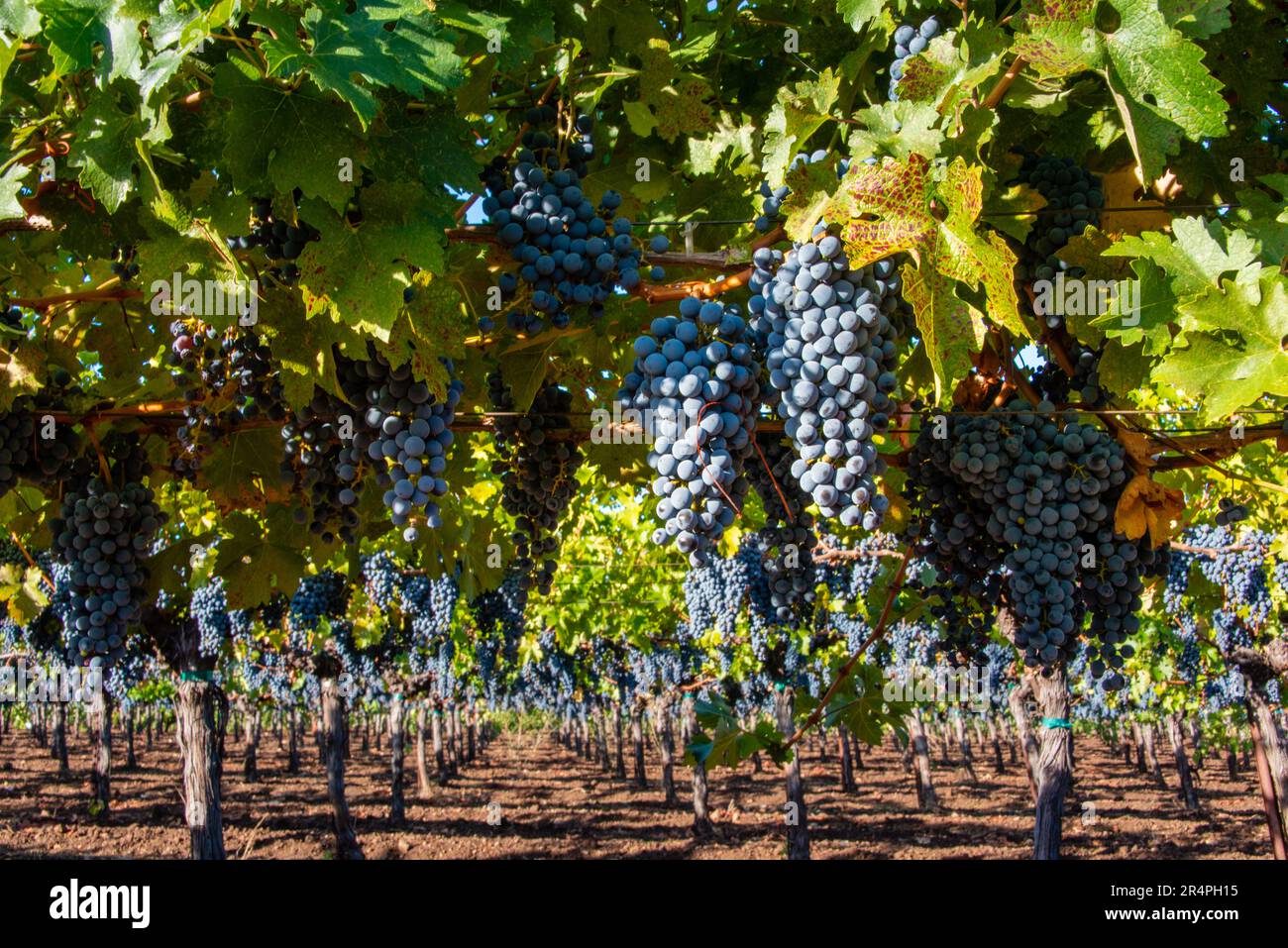 Grapes on grapevines before harvest in Napa Valley, California Stock ...