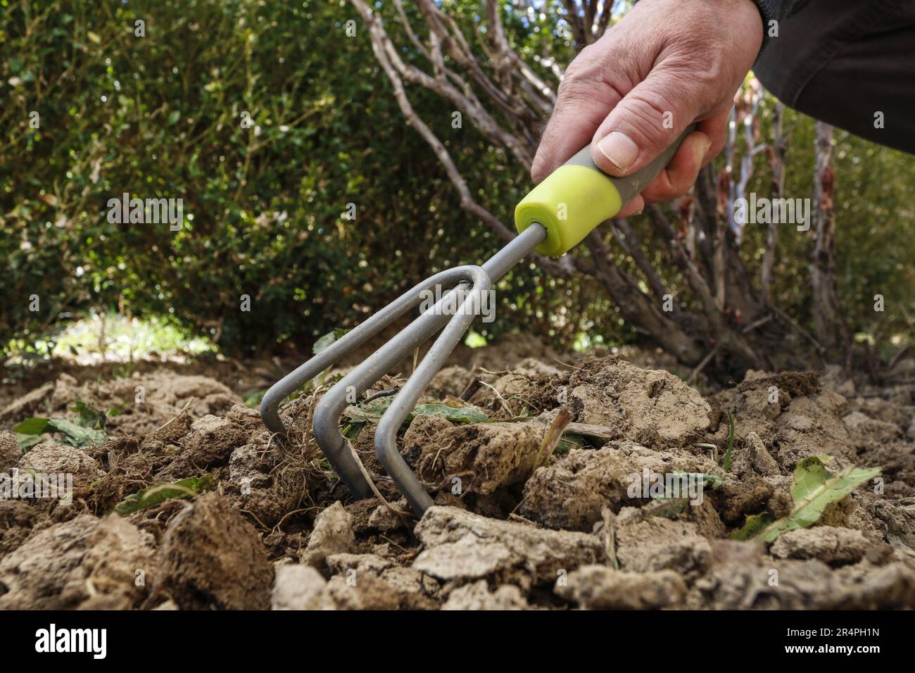 Man rakes the soil in the garden. Spring work Stock Photo - Alamy
