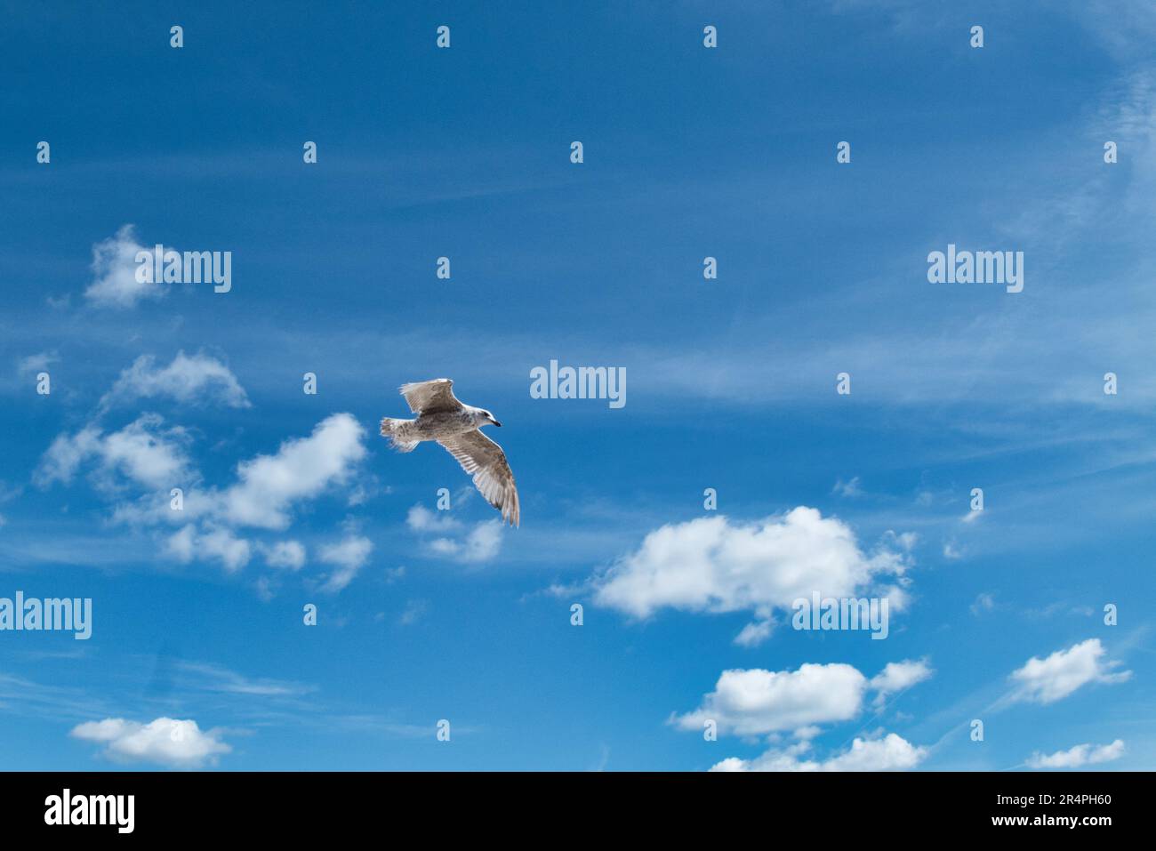 Let go bird hi-res stock photography and images - Alamy