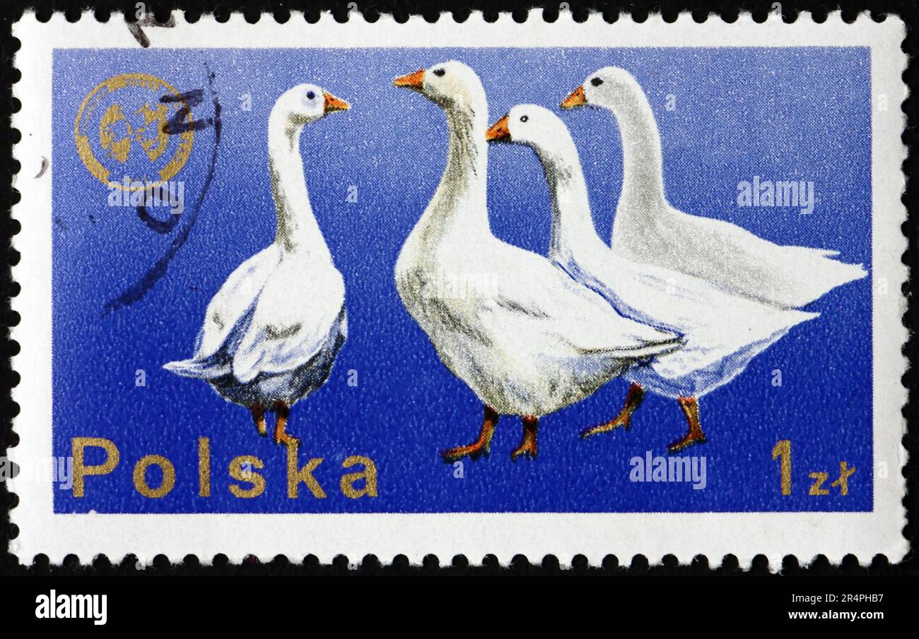 POLAND - CIRCA 1975: a stamp printed in Poland shows Geese, 20th ...