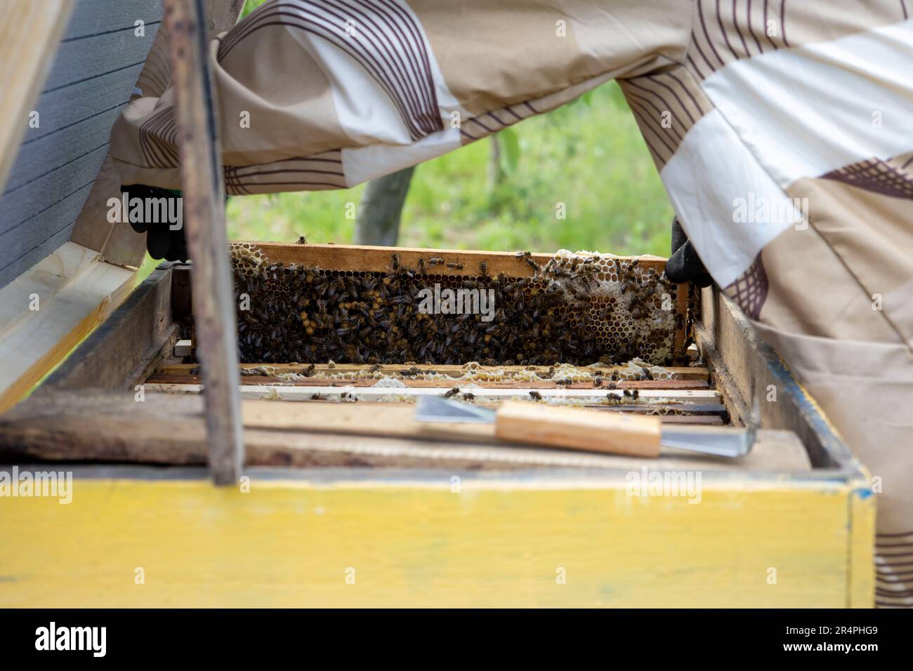 The beekeeper lays frames with honeycombs Stock Photo - Alamy