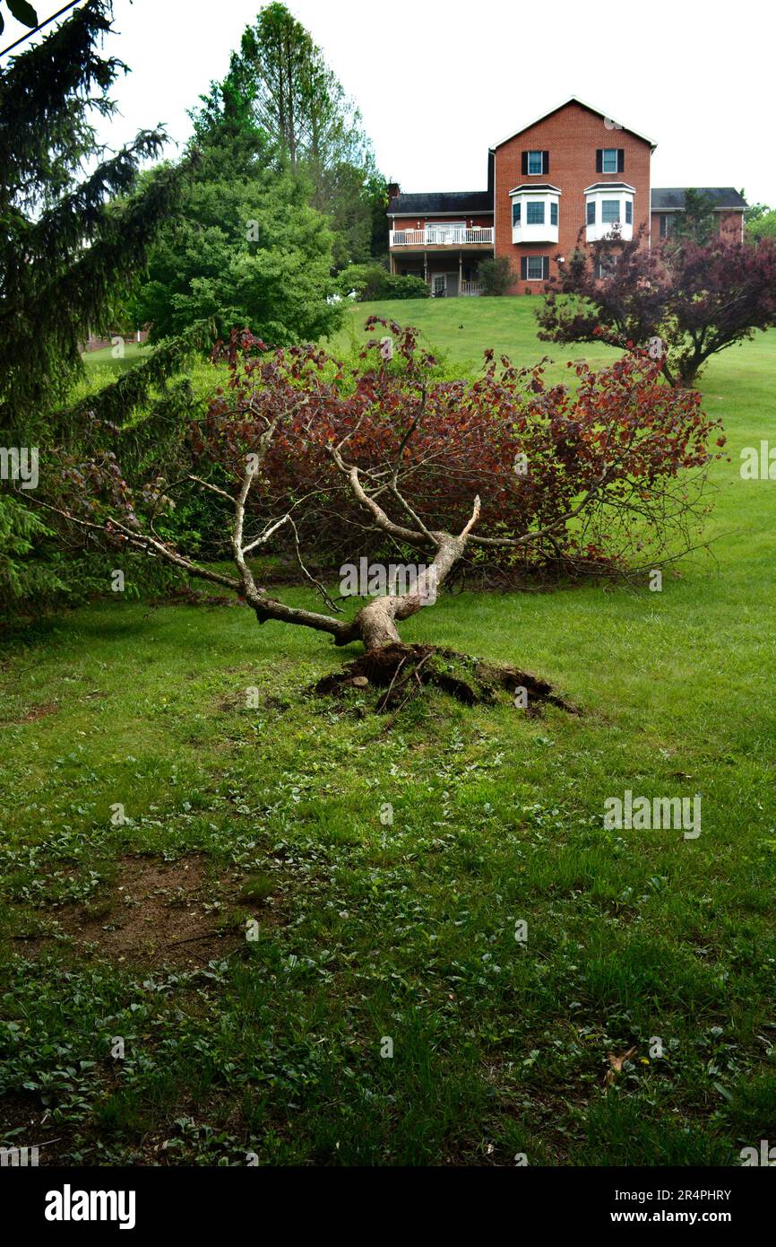 A small tree toppled in a storm in Virginia, USA Stock Photo - Alamy