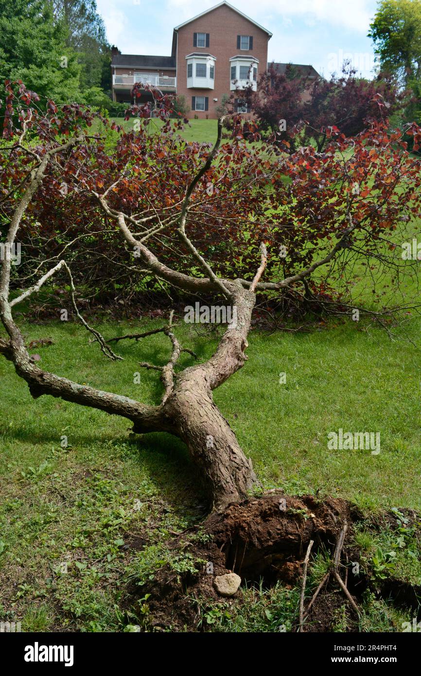A small tree toppled in a storm in Virginia, USA Stock Photo - Alamy