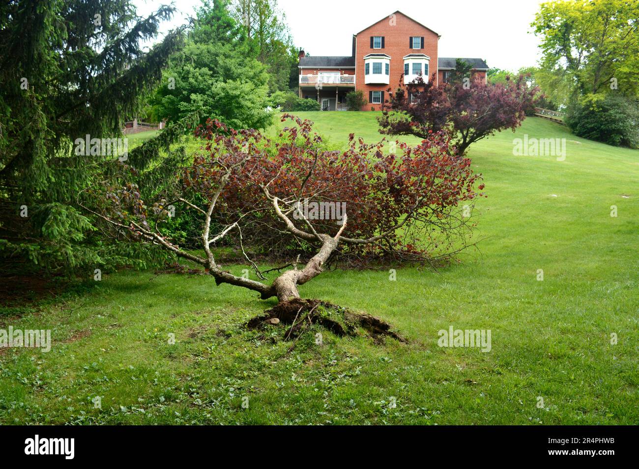A small tree toppled in a storm in Virginia, USA Stock Photo - Alamy