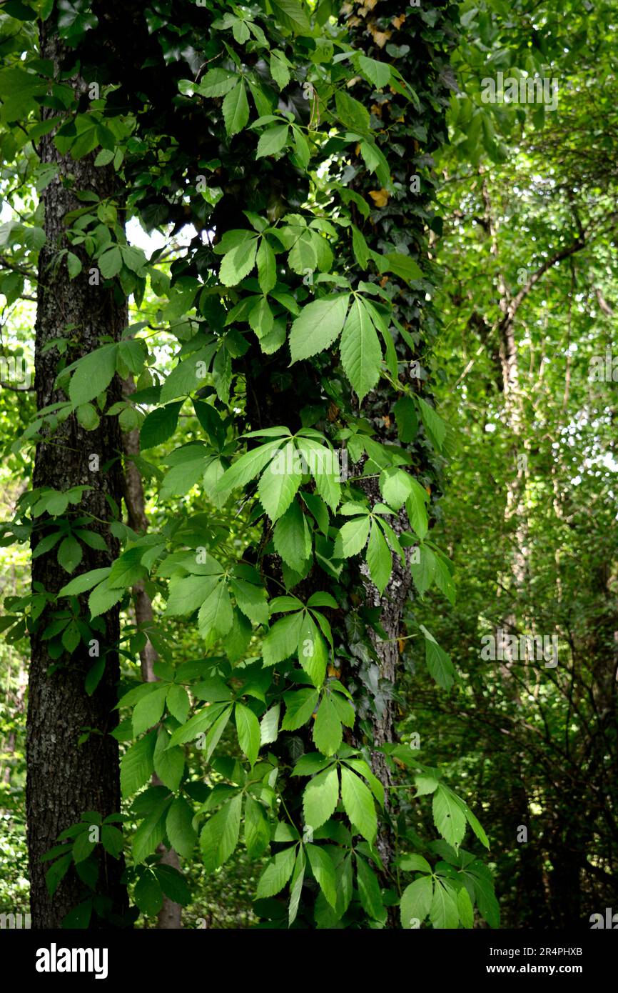 Virginia Creeper vines (Parthenocissus quinquefolia) growing up the ...