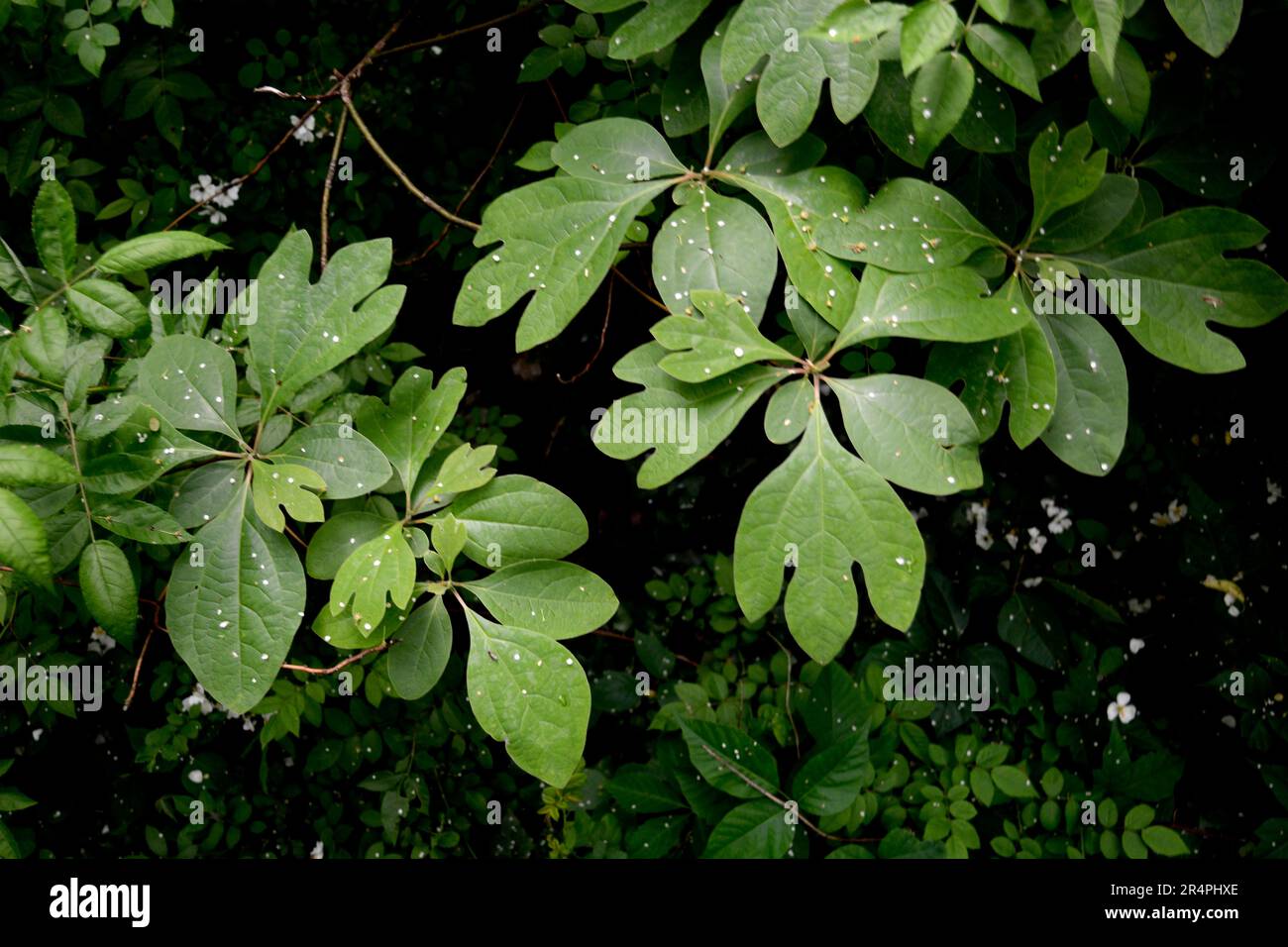 A sassafras tree (Sassafras albidum) growing in Virginia, USA Stock ...