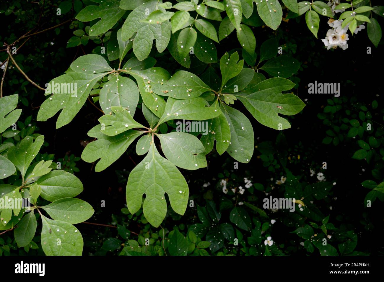 A sassafras tree (Sassafras albidum) growing in Virginia, USA Stock ...