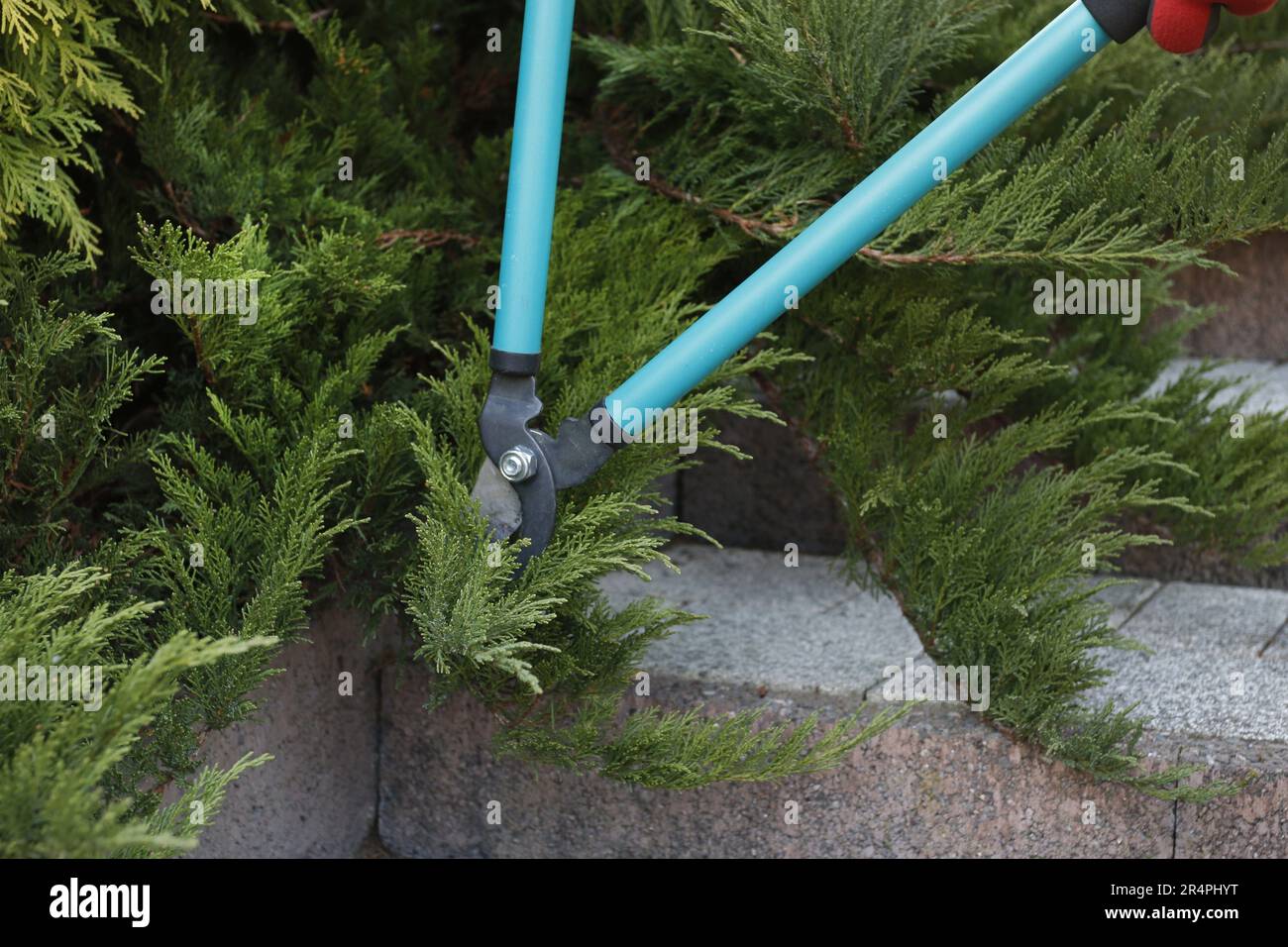 Cutting the coniferous shrubs in the garden with pruning shears. Spring ...