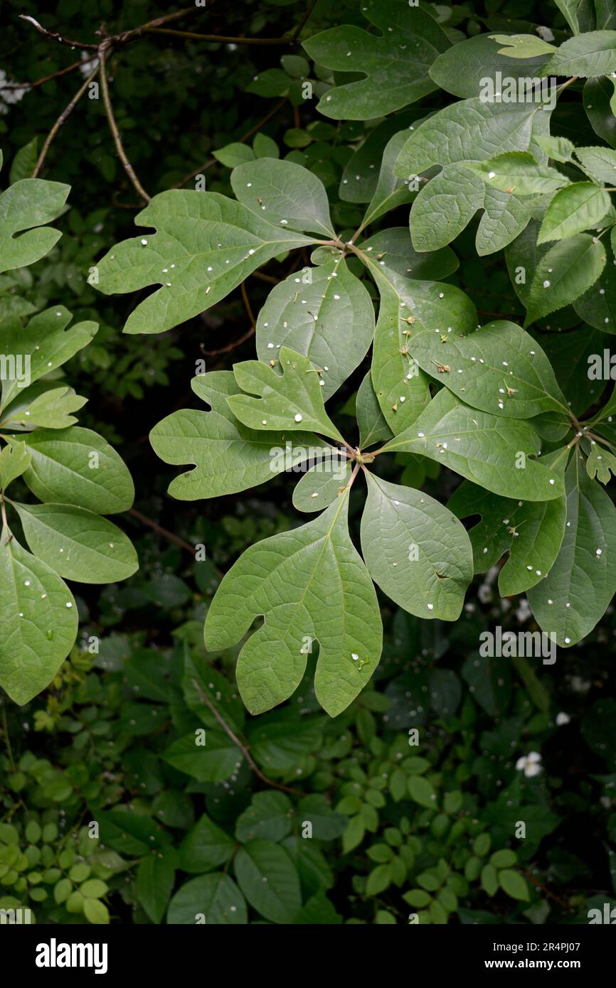 A sassafras tree (Sassafras albidum) growing in Virginia, USA Stock ...