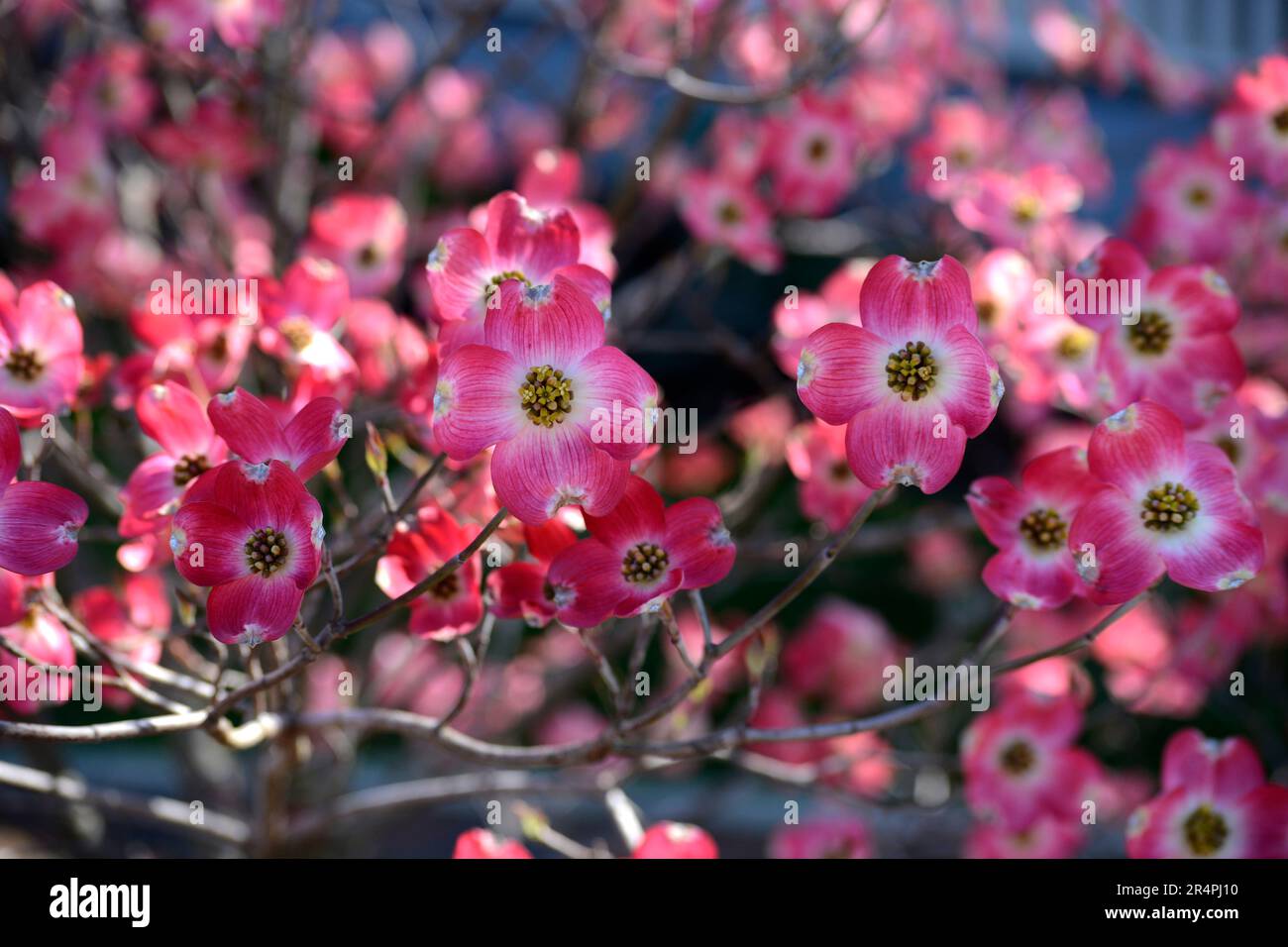 Flowering dogwood trees hi-res stock photography and images - Alamy