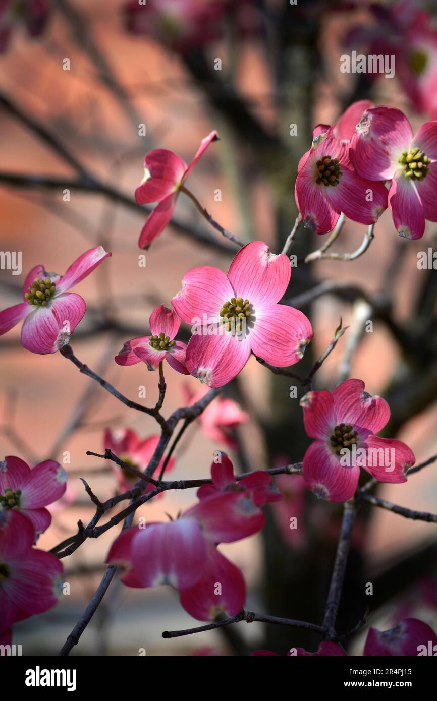Pink flowering dogwood trees (Cornus Florida) in Virginia, USA Stock ...