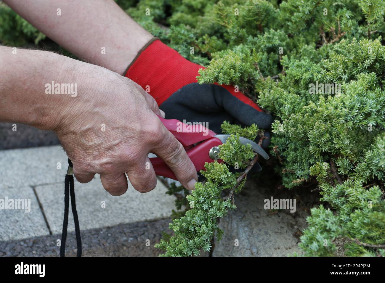 Cutting the coniferous shrubs in the garden with pruning shears. Spring ...