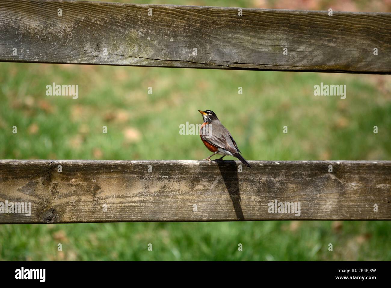 An American robin (Turdus migratorius) in Virginia, USA Stock Photo - Alamy