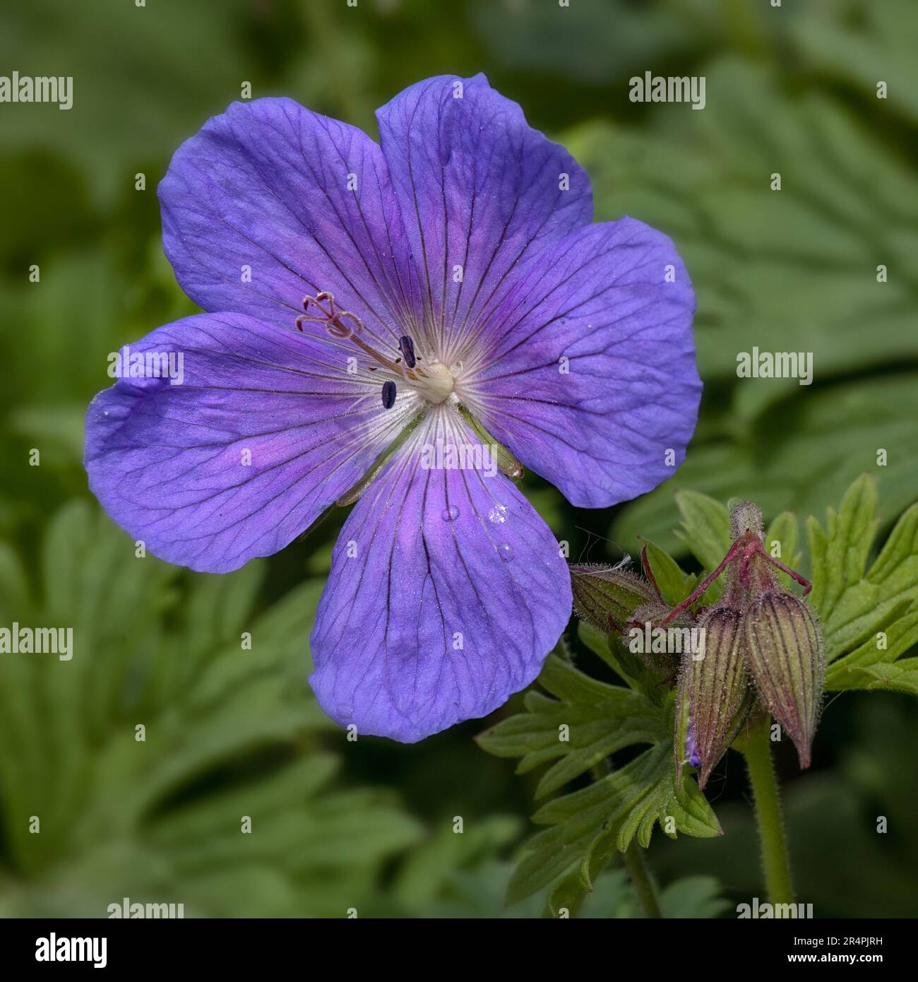 Geranium himalayense baby blue hi-res stock photography and images - Alamy