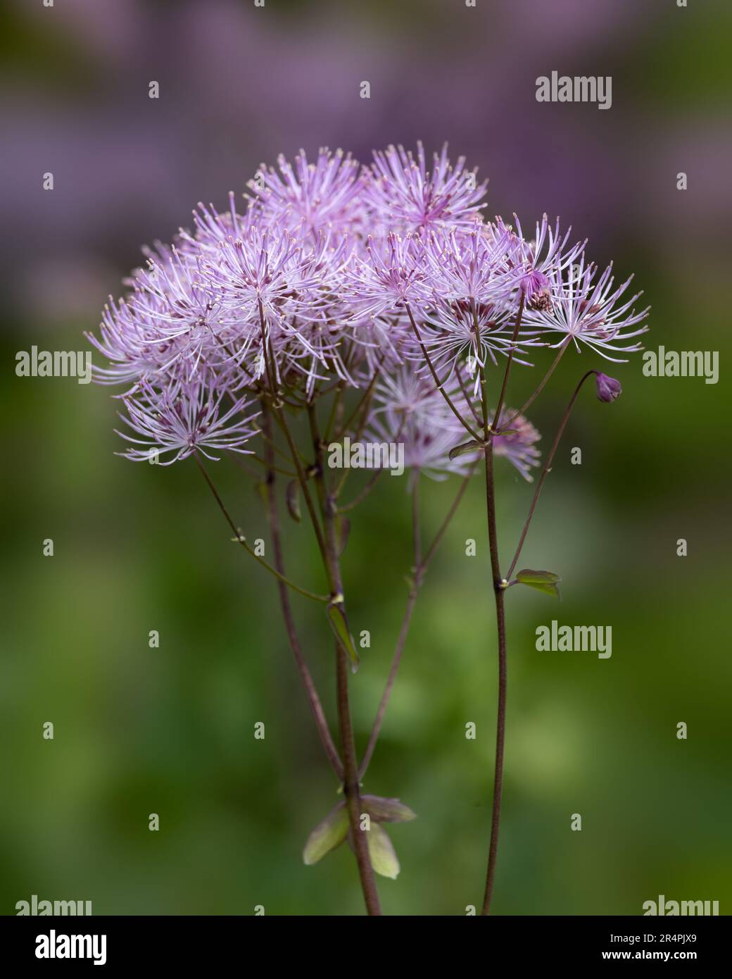 Closeup of flowers of French meadow rue (Thalictrum aquilegiifolium) in ...