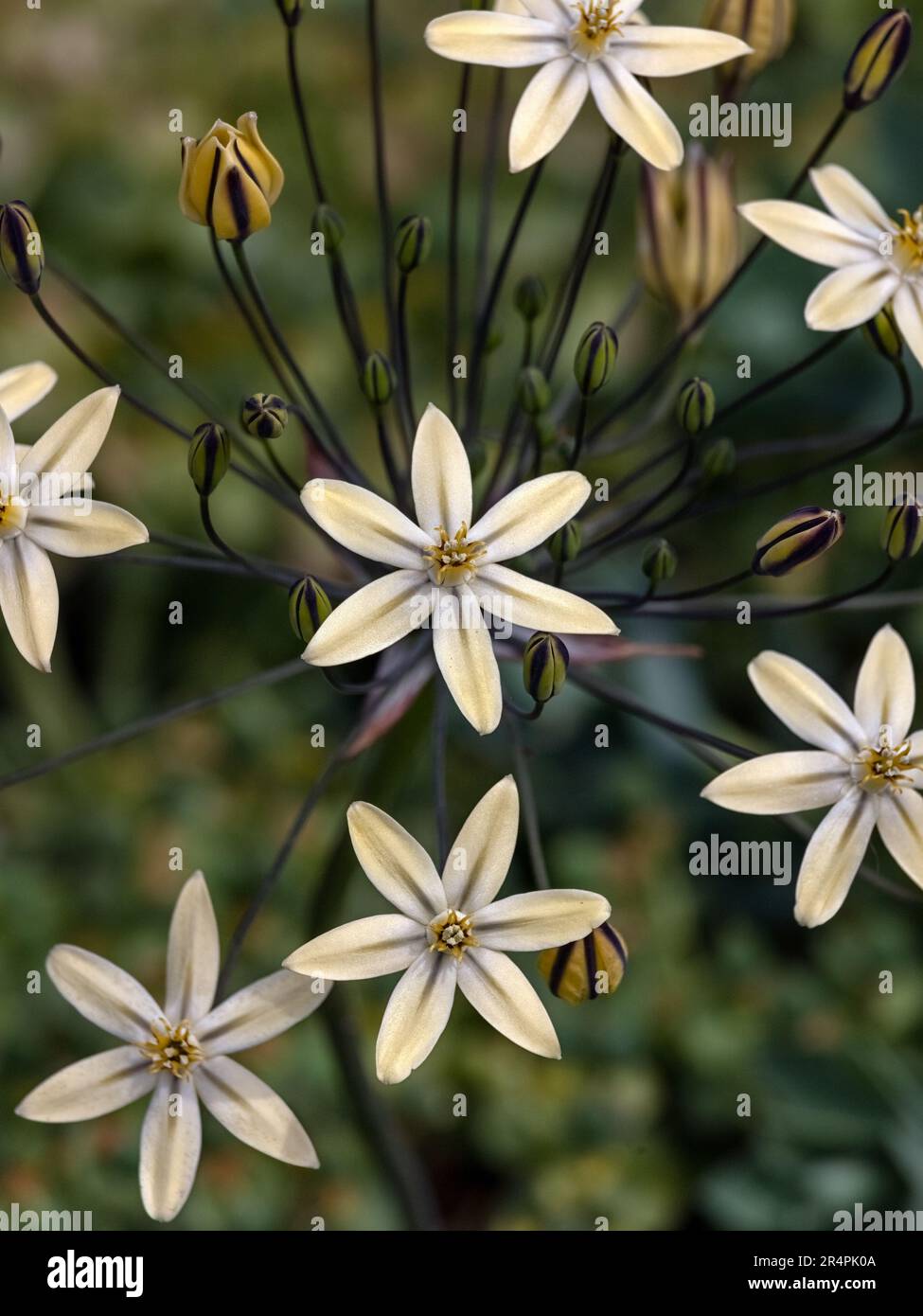 Triplet lily starlight hi-res stock photography and images - Alamy