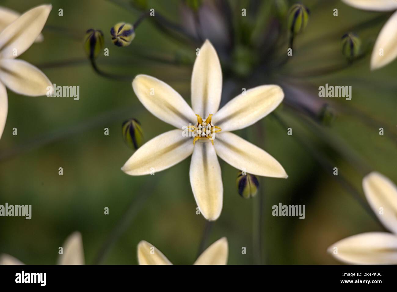 Triplet lily starlight hi-res stock photography and images - Alamy