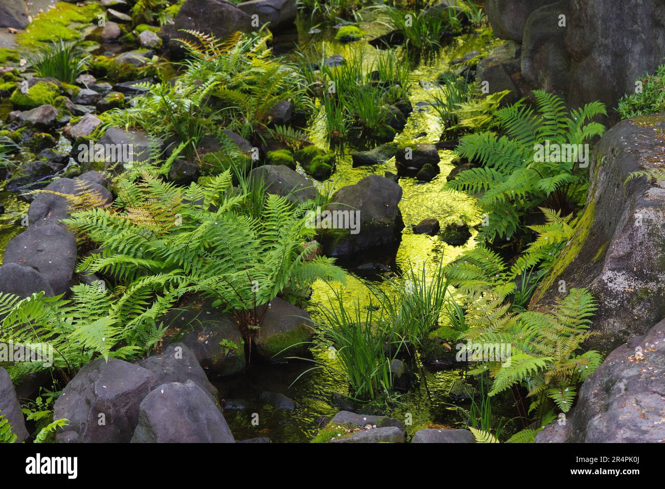 tranquil scene of a Japanese garden with fern and rocks at a pond Stock ...