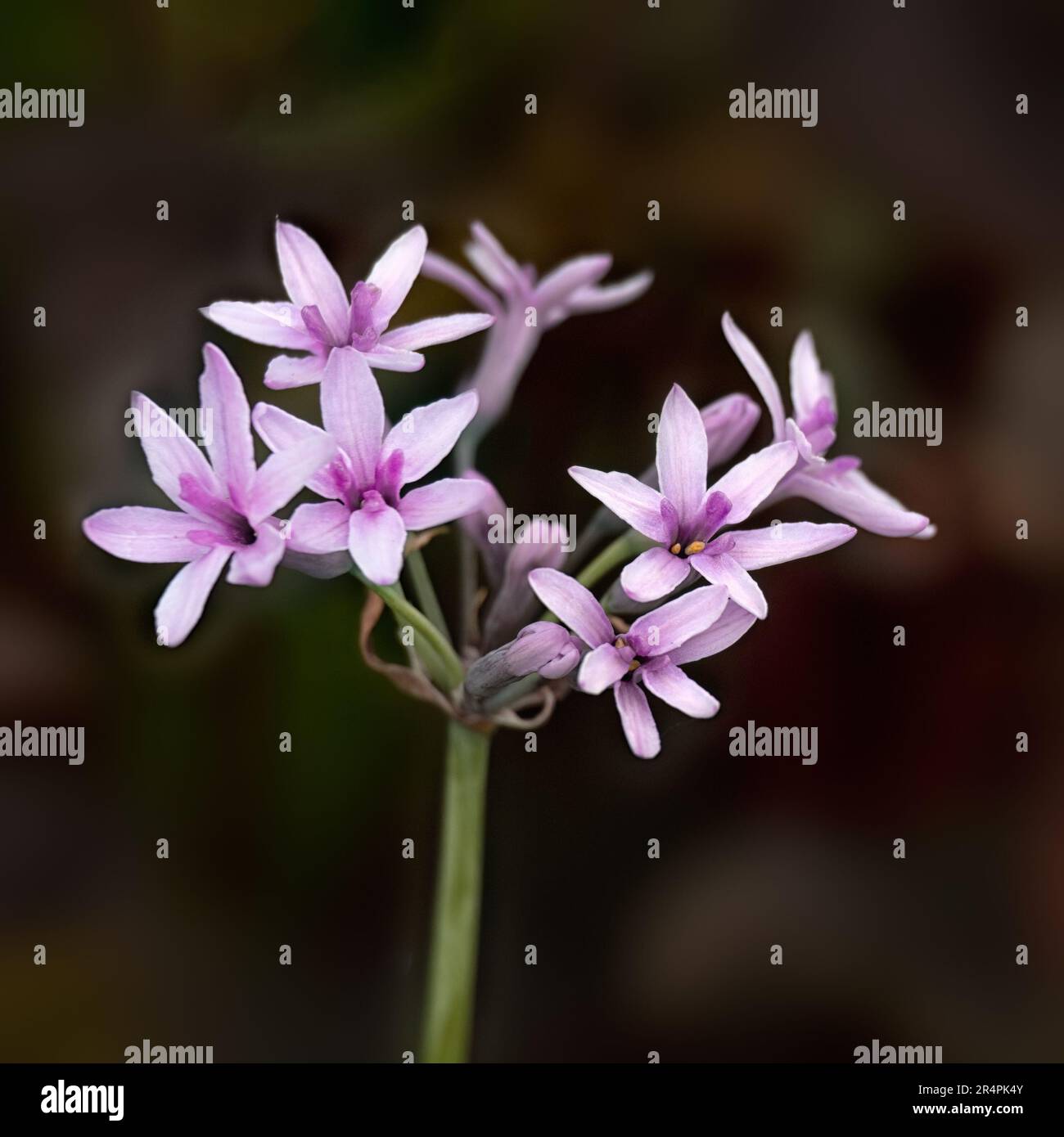 Closeup of flowers of Tulbaghia 'Purple Eye' against a dark background ...